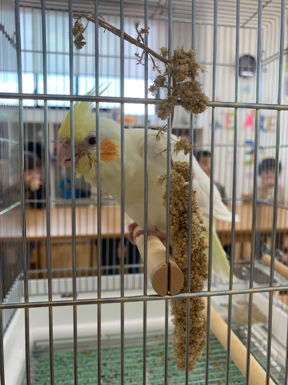 A Special Visit: Our Feathered Friend, the Cockatiel - Prime Academic ...
